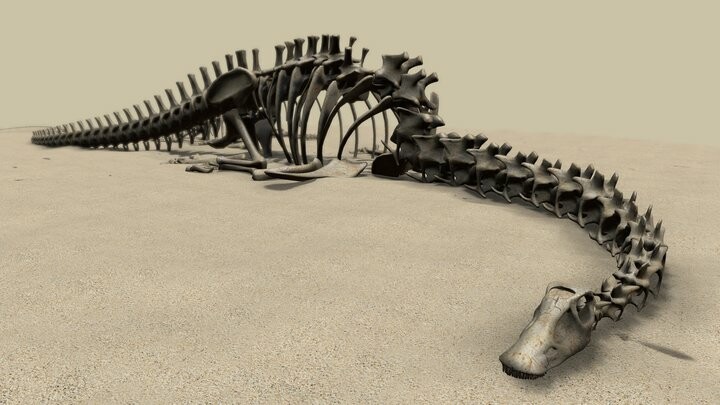 ArtStation - Diplododcus Skeleton