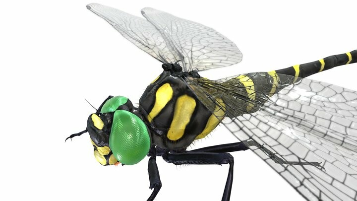 ArtStation - Japanese Dragonfly