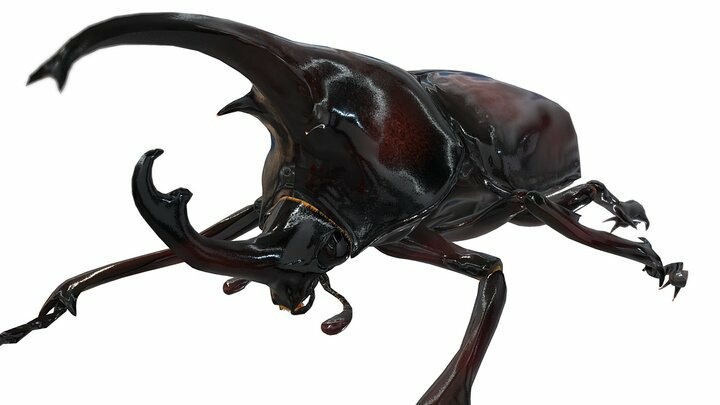 ArtStation - Augosoma centaurus