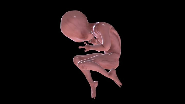ArtStation - Alien Fetus