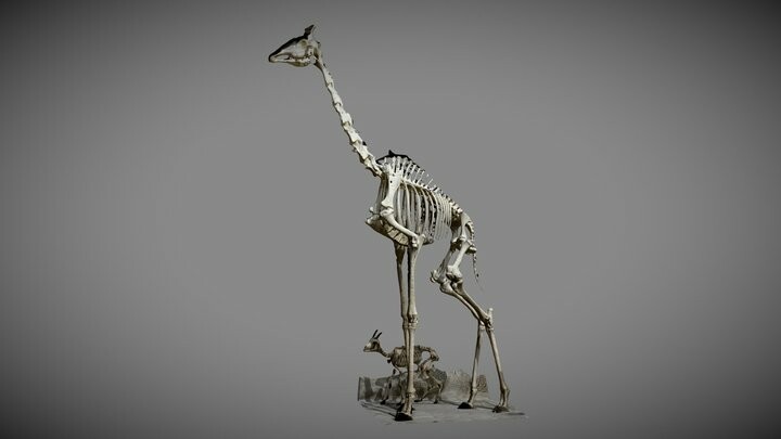 ArtStation - Giraffe skeleton
