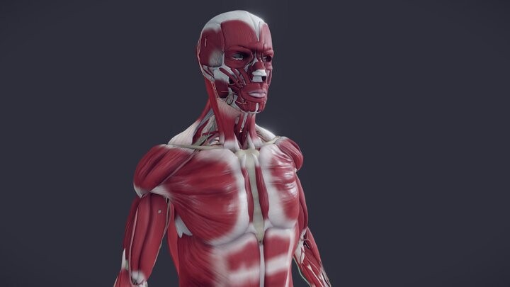 ArtStation - The Human Body