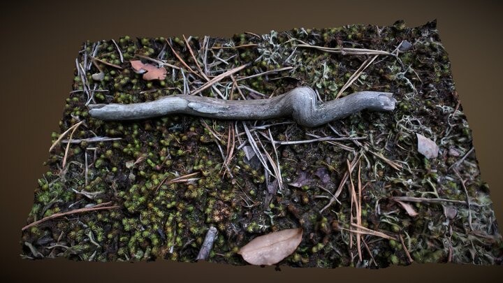 ArtStation - Stick, forest moss