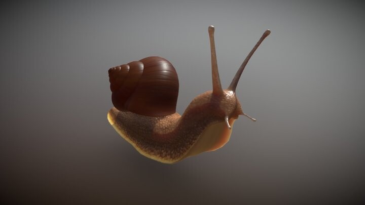 ArtStation - Snail