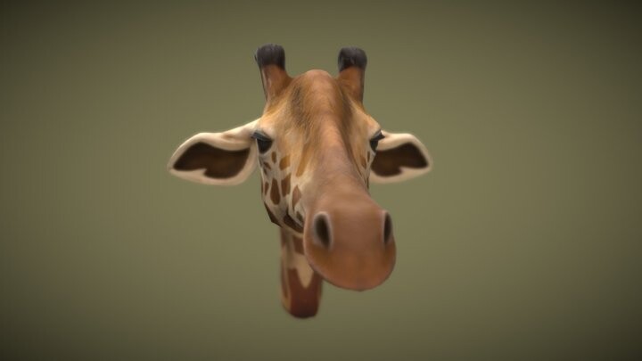 ArtStation - Giraffe Head Study