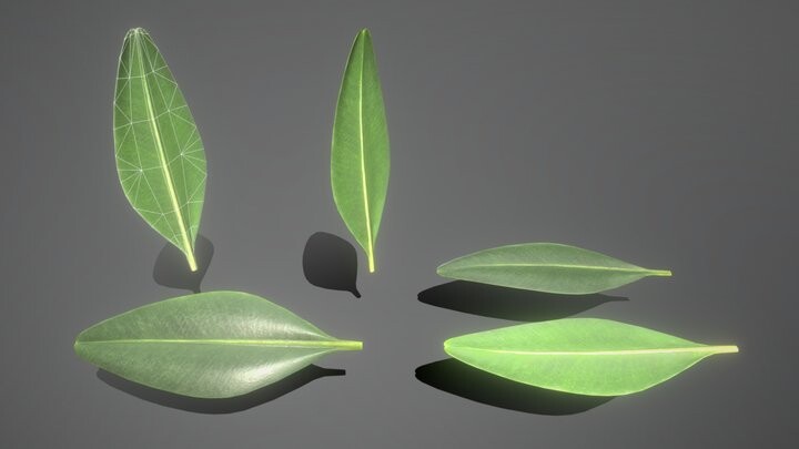 ArtStation - Boxwood Leaf High and Low-Poly Version