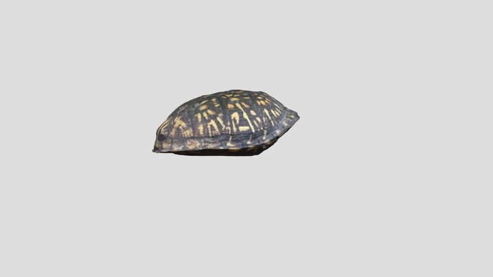 ArtStation - Photogrammetry: Turtle Shell