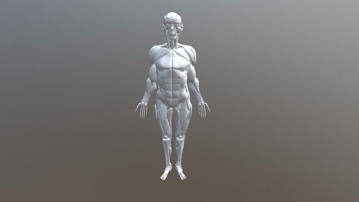 ArtStation - Human skeleton with muscles