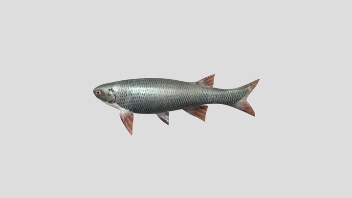 ArtStation - Gilbert - Redfieldus Fish Animation