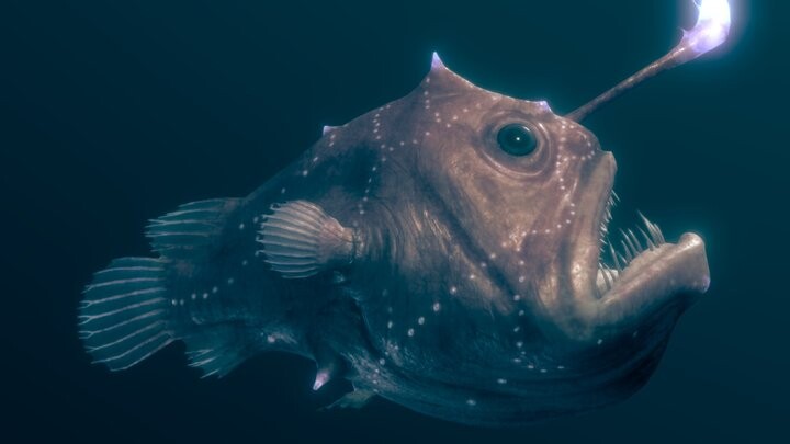 ArtStation - Atlantic Footballfish