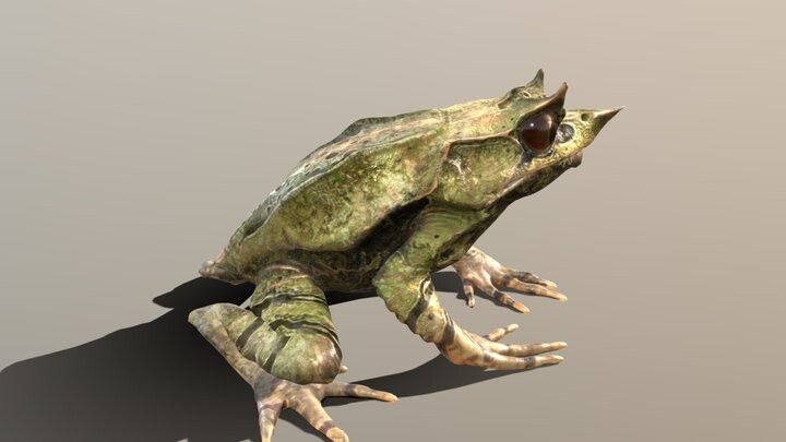 ArtStation - Long-Nosed Horned Frog