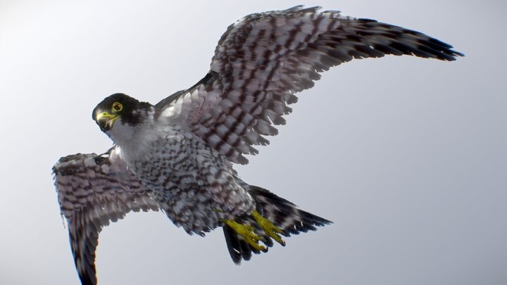 ArtStation - Peregrine Falcon