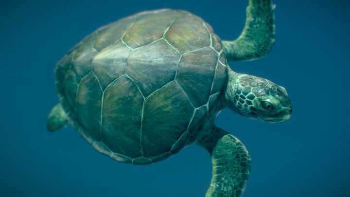 ArtStation - Green Sea Turtle