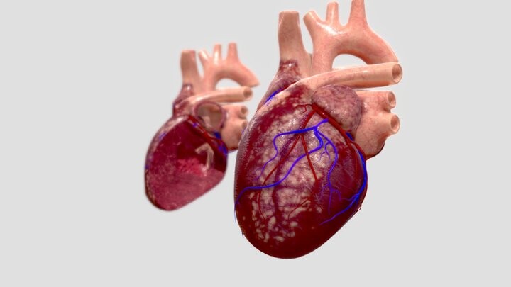 ArtStation - Human Heart Pumping