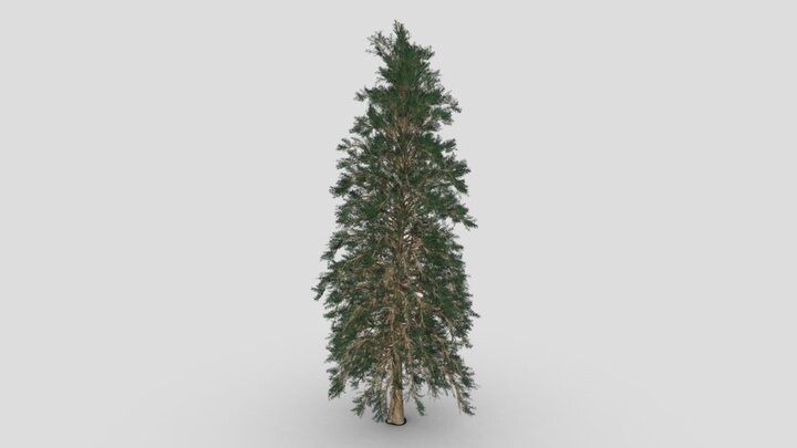 ArtStation - Pine tree- S13