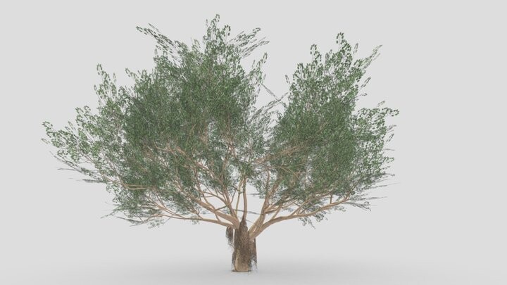 ArtStation - Ficus Benjamina Tree-S02