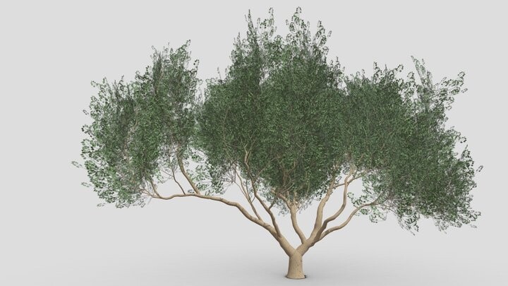 ArtStation - Ficus Benjamina Tree-S06