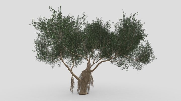 ArtStation - Ficus Benjamina Tree-S08