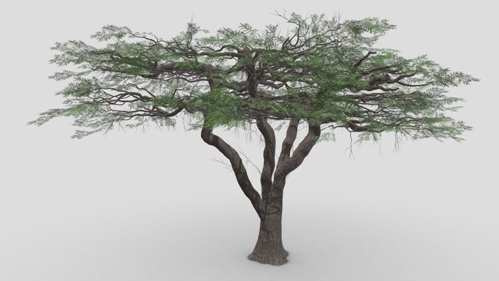 ArtStation - African Acacia Tree-S12