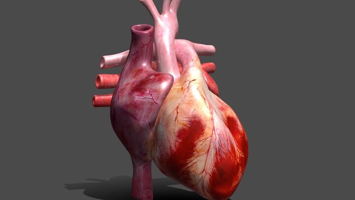 ArtStation - Heart cardiac cycle animation