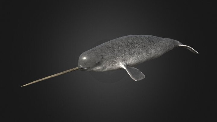 ArtStation - Narwhal