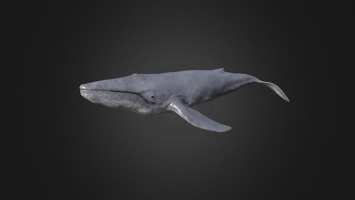 ArtStation - Blue Whale