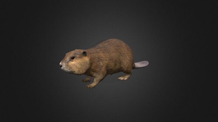 ArtStation - Beaver