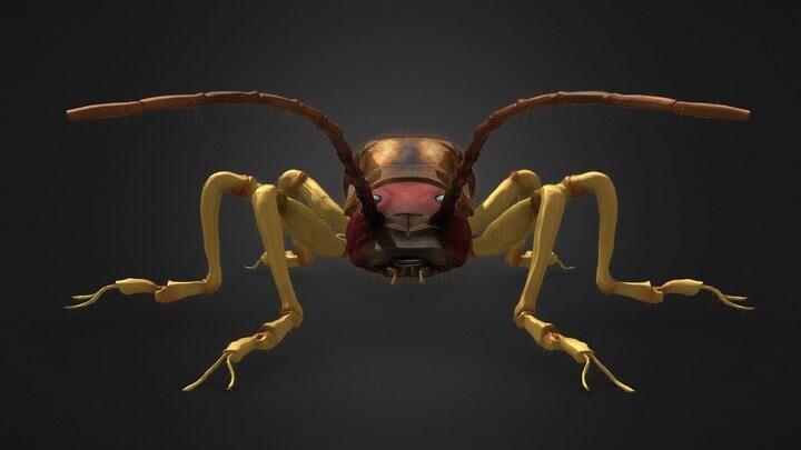ArtStation - Earwig (3D View)