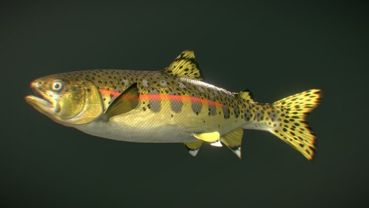 ArtStation - Golden Trout