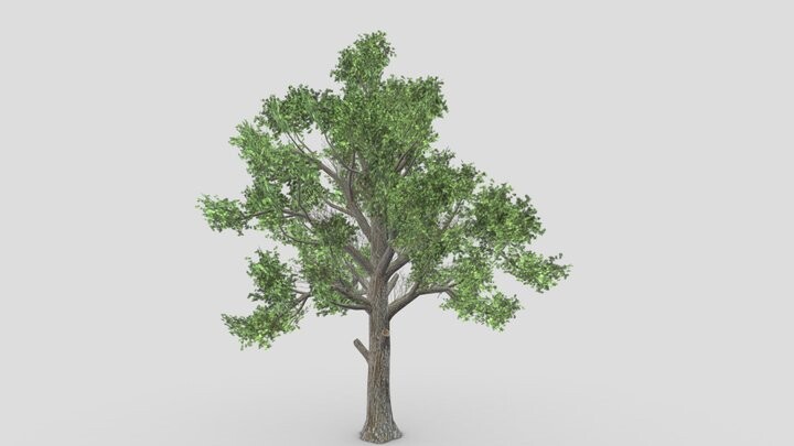 ArtStation - Sugar Maple Tree- 01