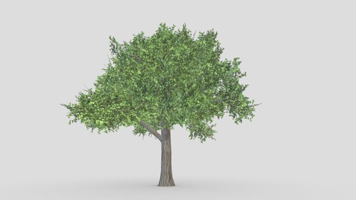 ArtStation - Sugar Maple Tree- 03