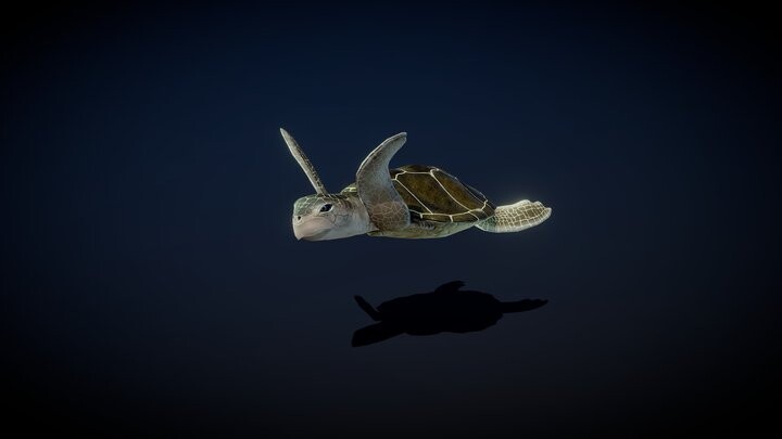 ArtStation - Green Sea Turtle