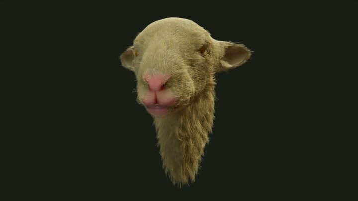 ArtStation - Sheep's head