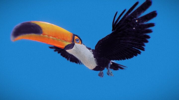 ArtStation - Toco toucan