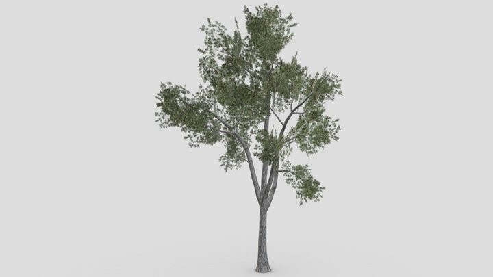 ArtStation - Conocarpus Tree- 10