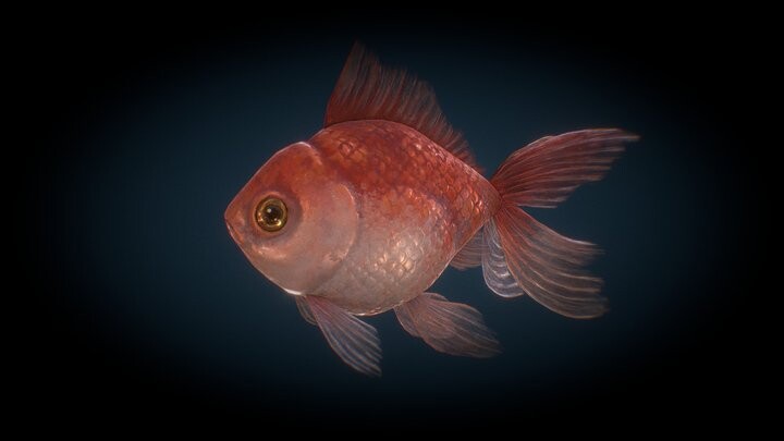 ArtStation - Goldfish