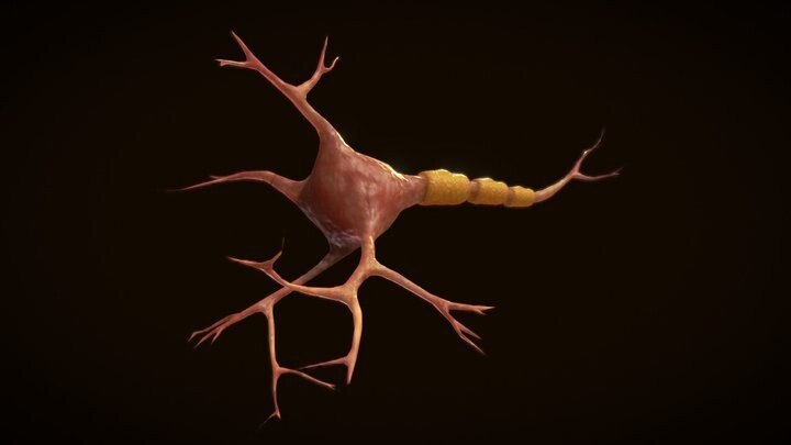 ArtStation - Neuron cell body