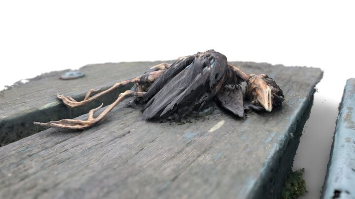 ArtStation - Dead Animal series: small bird on bench : photogrammerty