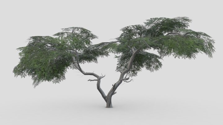 ArtStation - Acacia Tree- 15