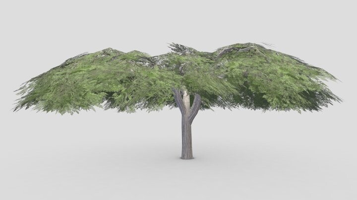 ArtStation - Acacia Tree- 16