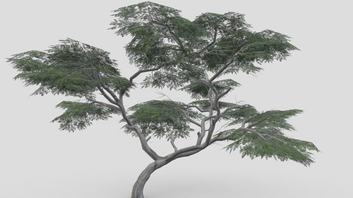 ArtStation - Acacia Tree- 20