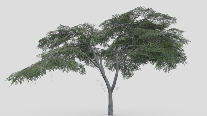 ArtStation - Acacia Tree- 23