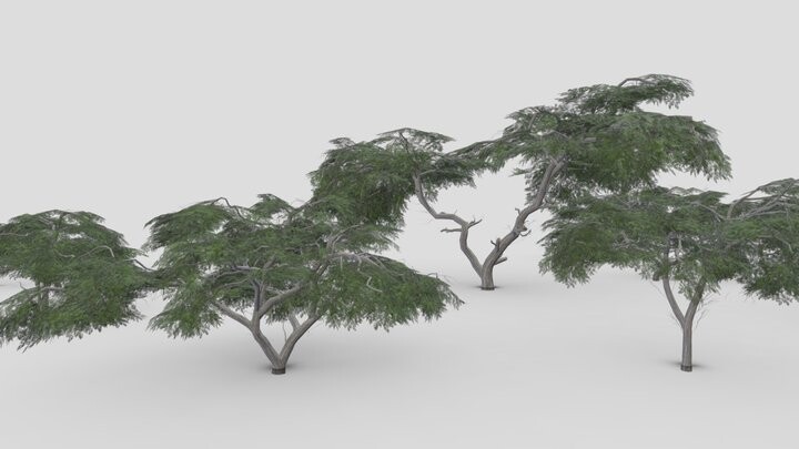 ArtStation - Acacia Tree- Full Pack- 07