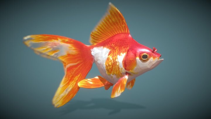 ArtStation - Goldfish_Variety-2