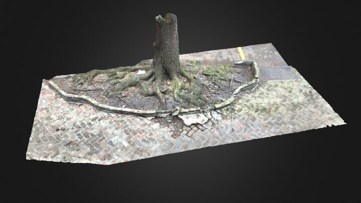 ArtStation - Oak Tree Rooting System. New Orleans, LA. - DSLR ...