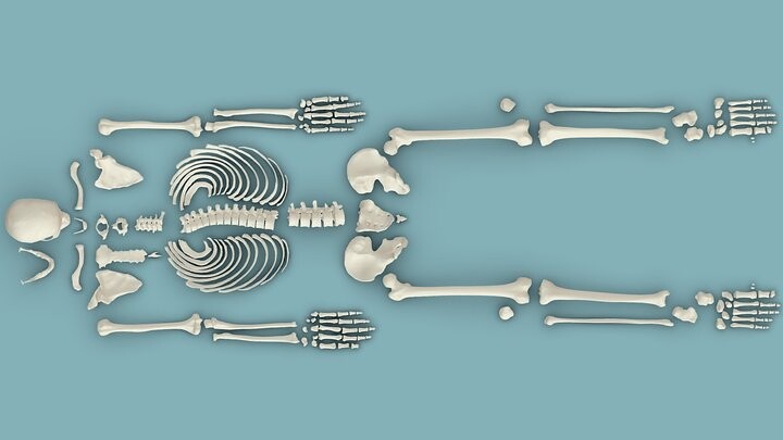 ArtStation - Human Skeleton: Table View