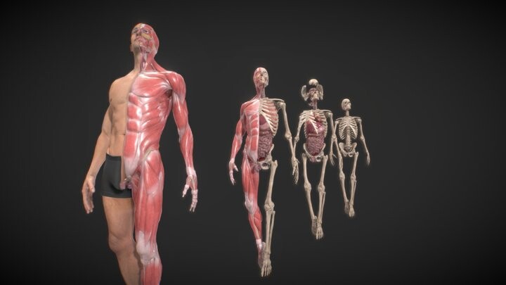 ArtStation - Anatomy Ultimate Pack