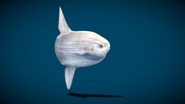 ArtStation - Ocean Sunfish Mola