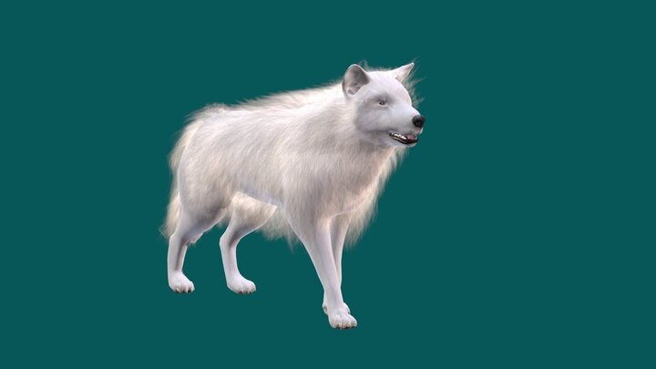 ArtStation - Arctic Wolf