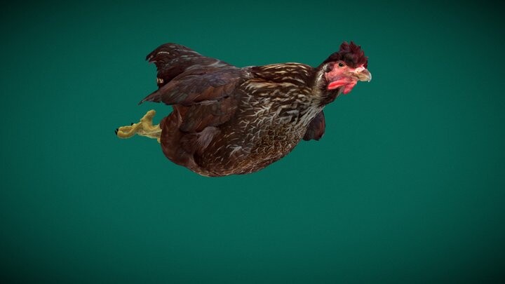 ArtStation - Marans Black Chicken